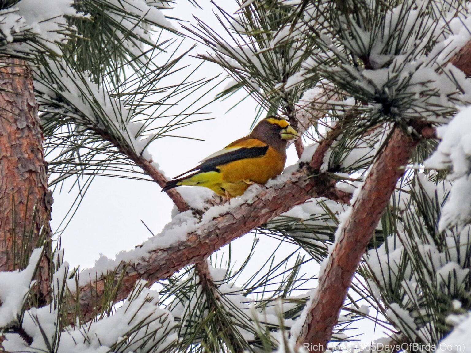Sax-Zim Bog | 365 Days of Birds