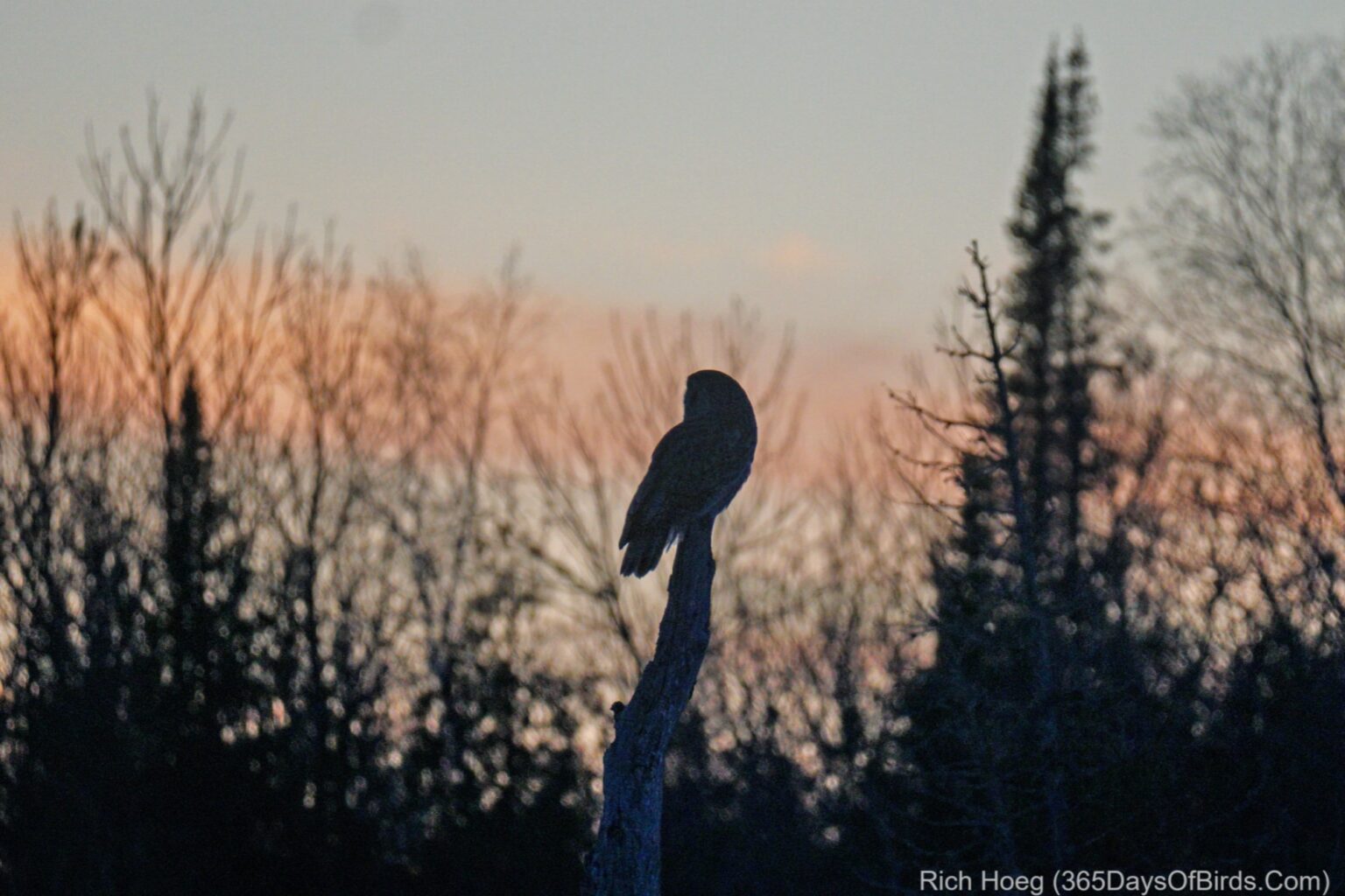 Guardian of the Night: Great Gray Owl | 365 Days of Birds