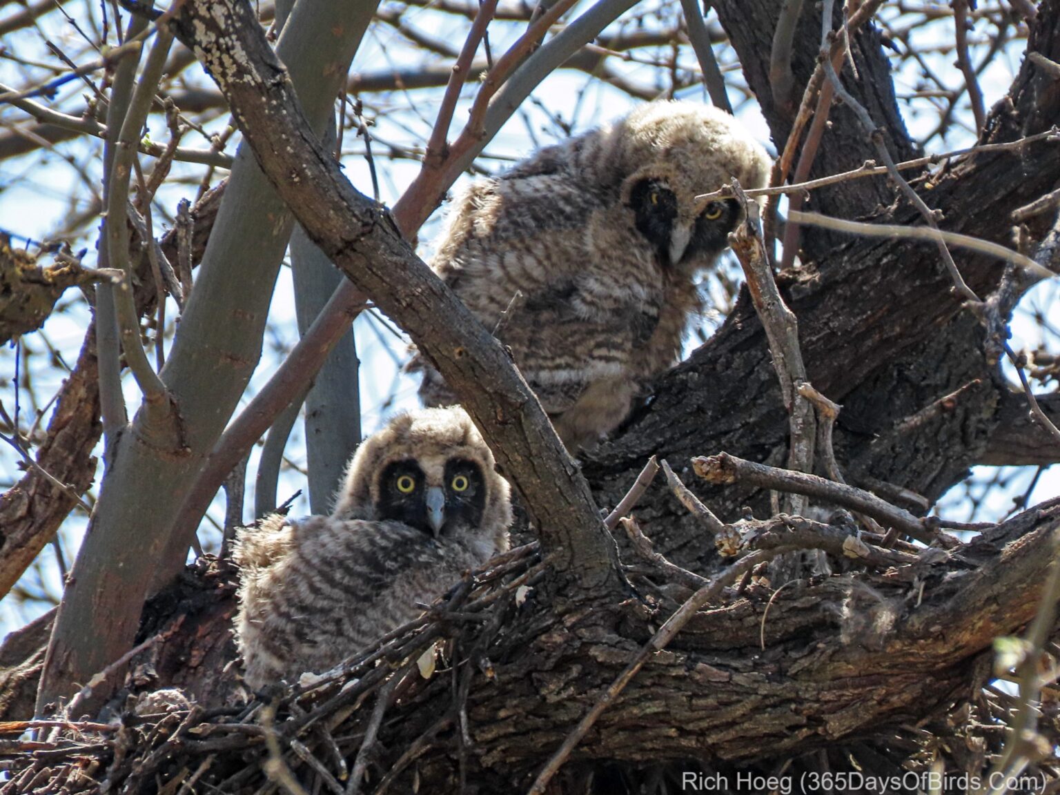 Long-Eared Owl Nest | 365 Days of Birds