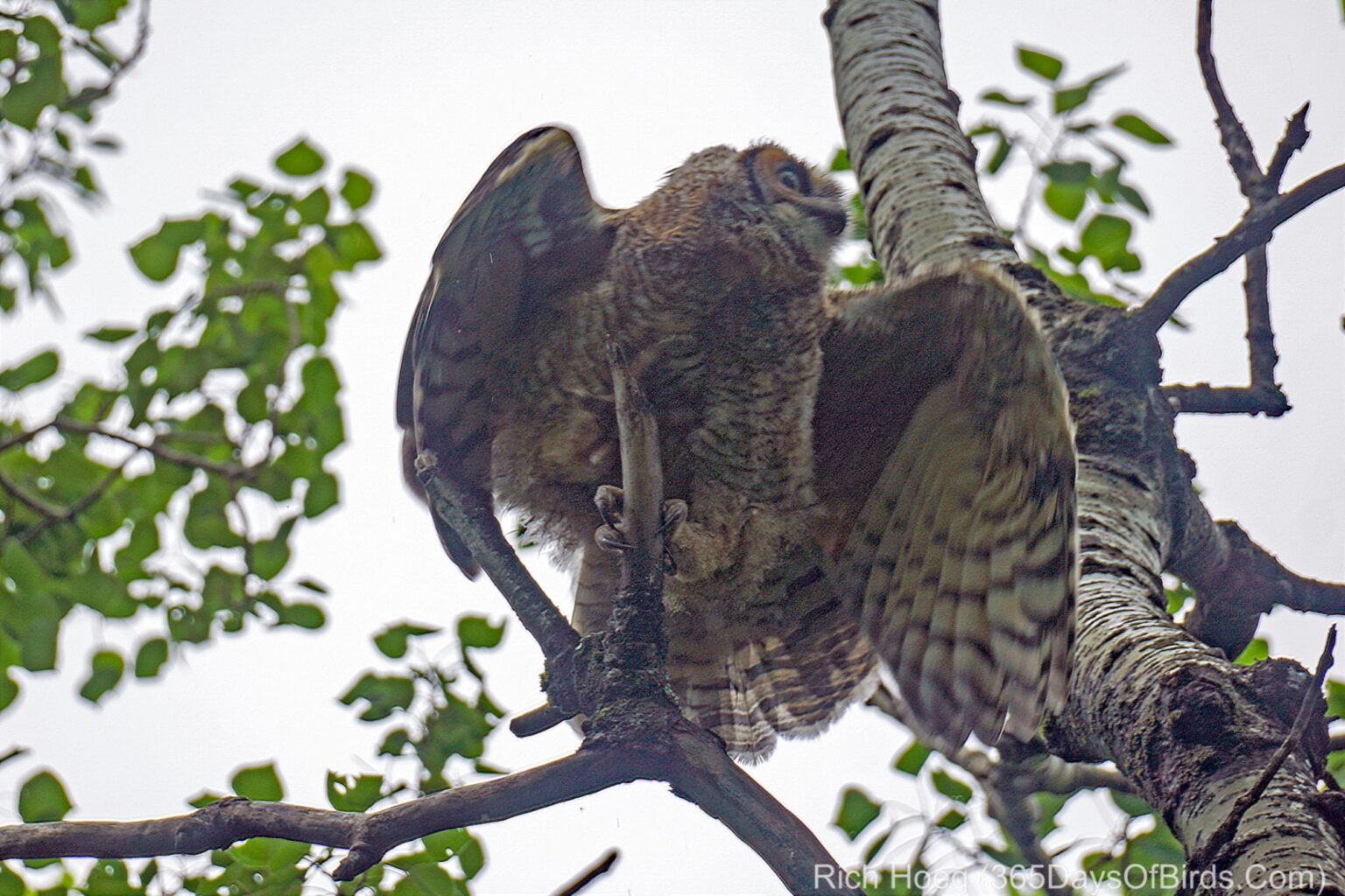 Squish, Squish, Slap Owling! | 365 Days of Birds