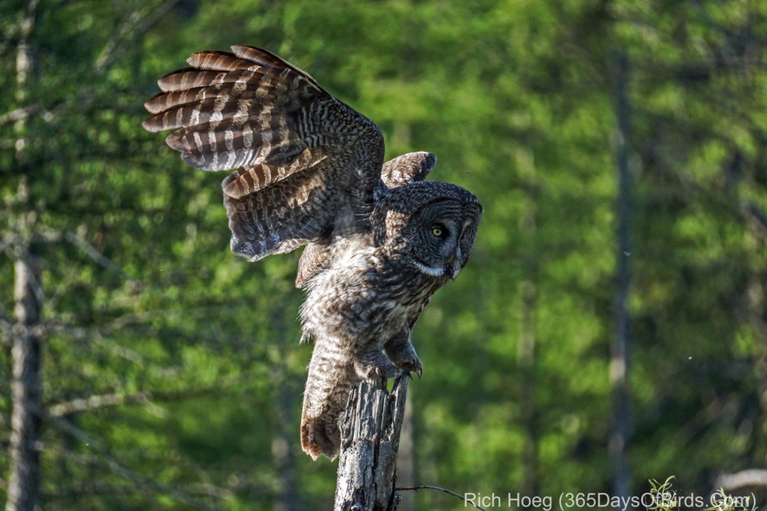 Great Gray Owl Nesting Habits | 365 Days of Birds
