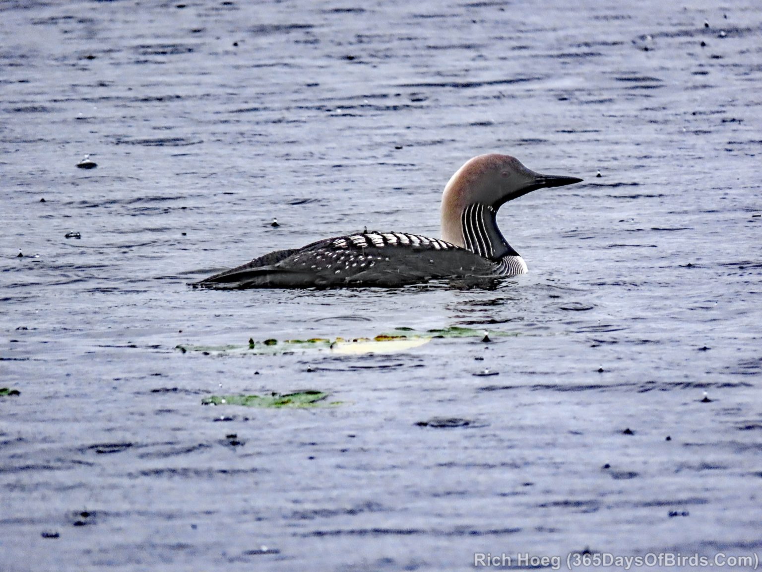 Birding in the Rain! (Pacific Loons) | 365 Days of Birds