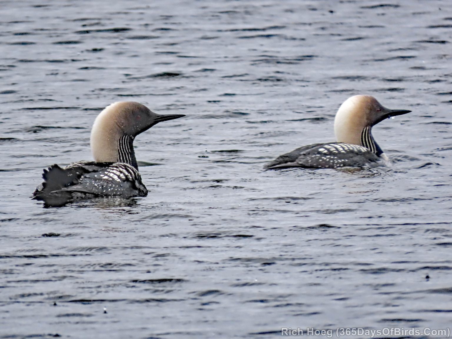 Birding in the Rain! (Pacific Loons) | 365 Days of Birds