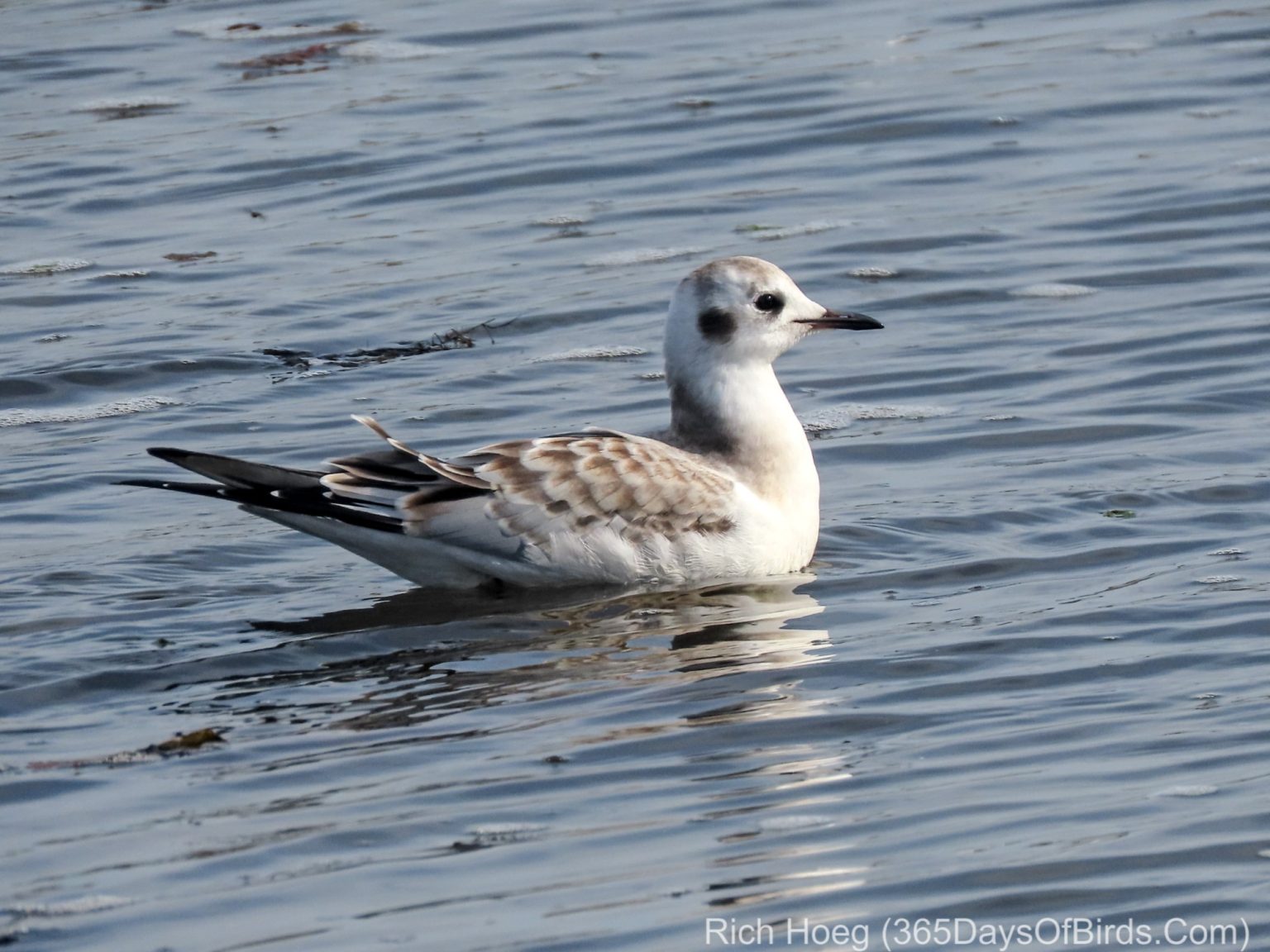 Anchor Point Birding on the Kenai Peninsula in Alaska | 365 Days of Birds