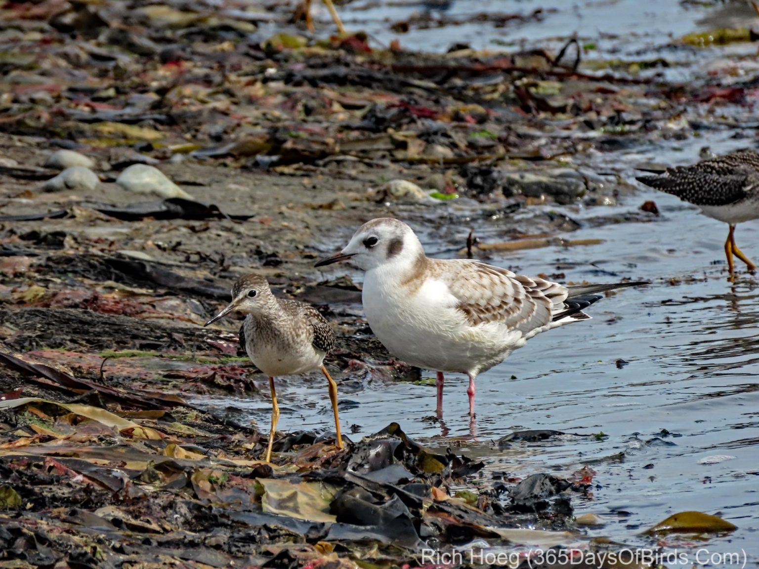 Anchor Point Birding on the Kenai Peninsula in Alaska | 365 Days of Birds