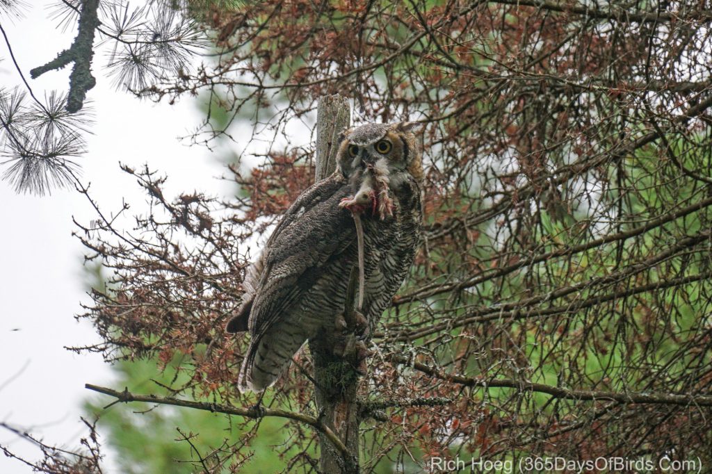 Great Horned Owl Eats Opossum (videos) - 365 Days of Birds