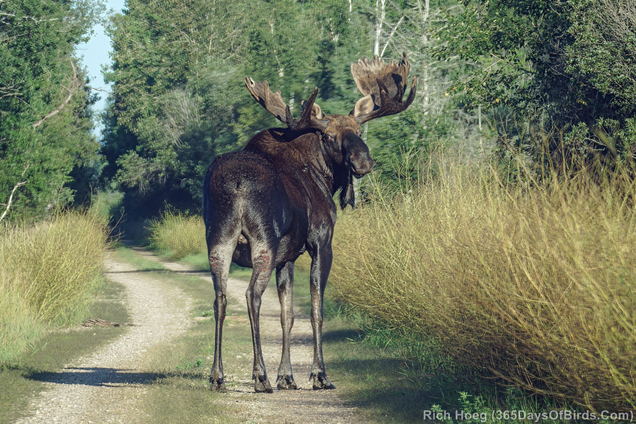 Magnificent Bull Moose Morning! | 365 Days of Birds
