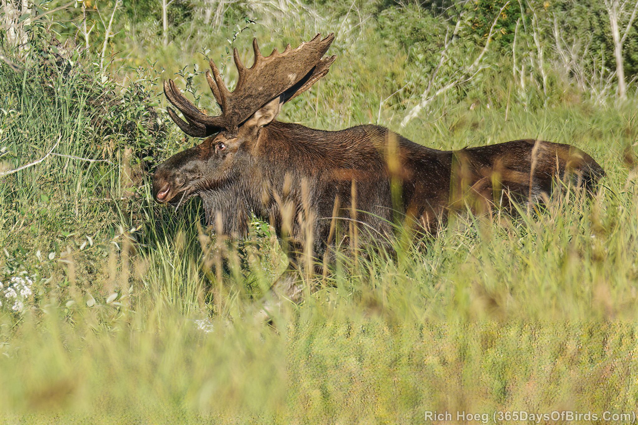 Magnificent Bull Moose Morning! | 365 Days of Birds