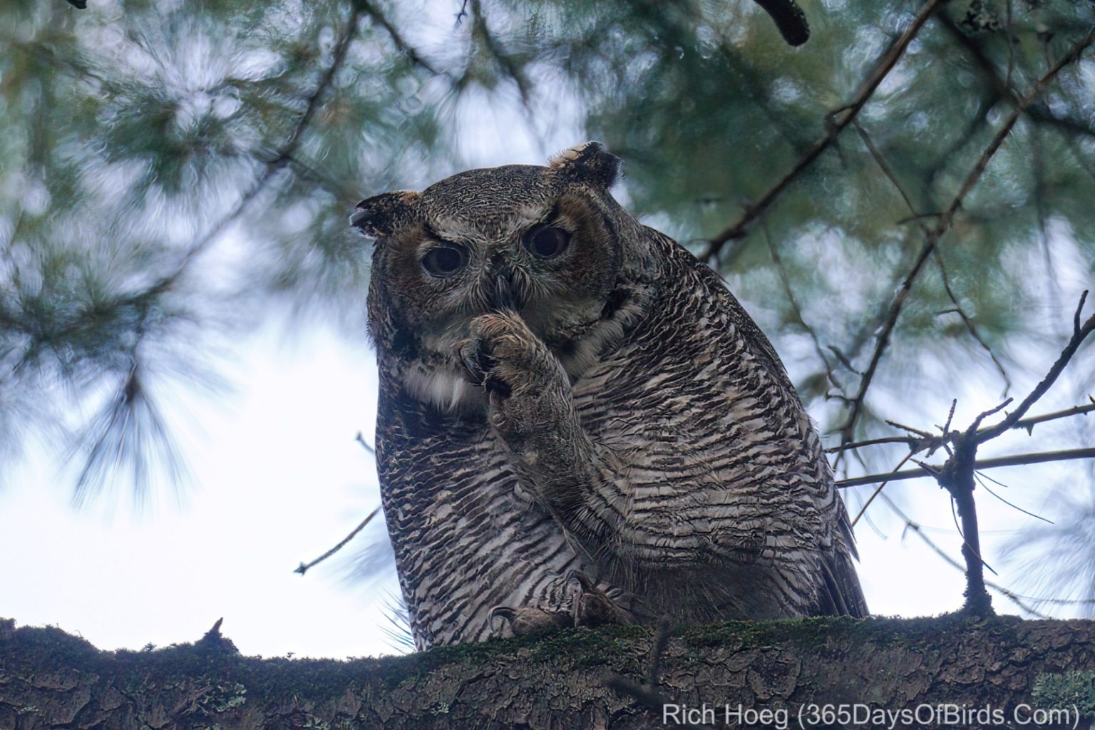 Great Horned Owl Talons | 365 Days of Birds