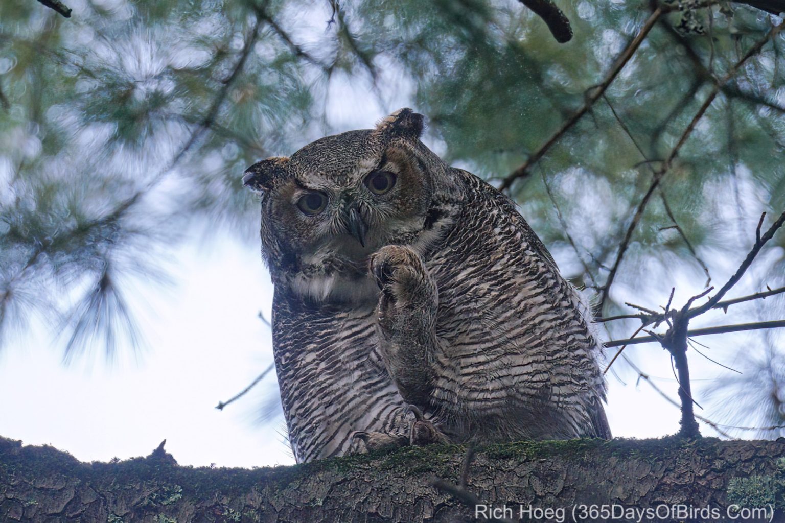 Great Horned Owl Talons | 365 Days of Birds