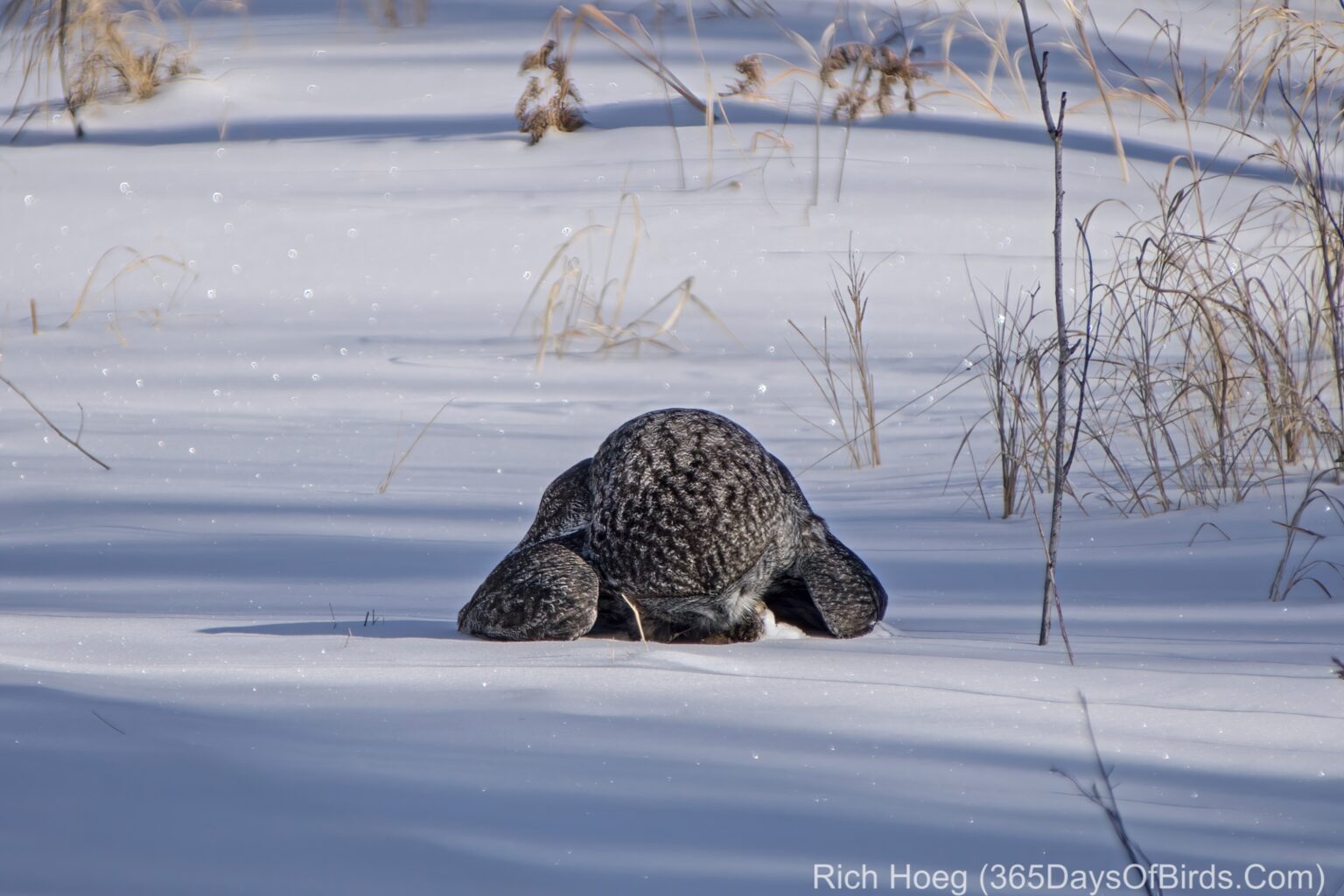 Habitat, Hunting & Weather: Great Gray Owl | 365 Days of Birds