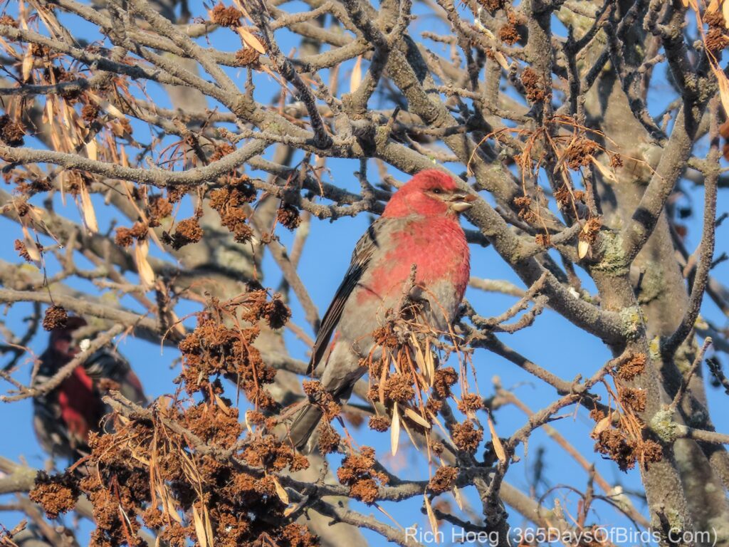Ash Seeds Served! - 365 Days of Birds