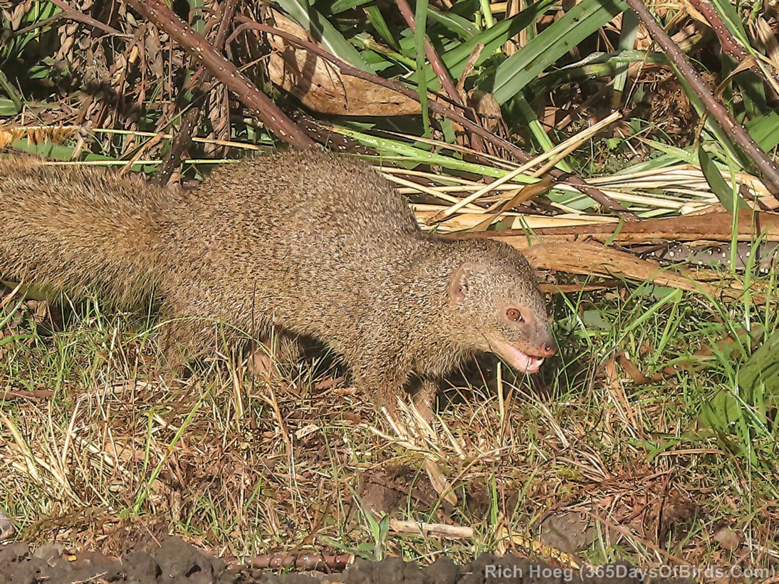 No Noose for the Duluth Mongoose! | 365 Days of Birds