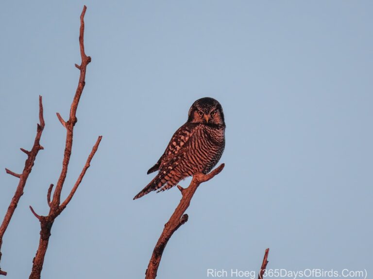 Hoot Hikes and Hawk Owls! | 365 Days of Birds