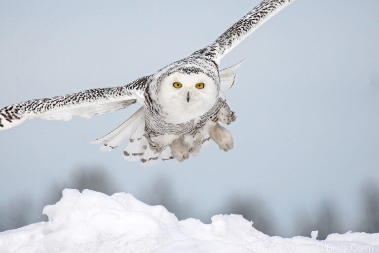 Arctic Mound Snowy Owl Take-Off | 365 Days of Birds