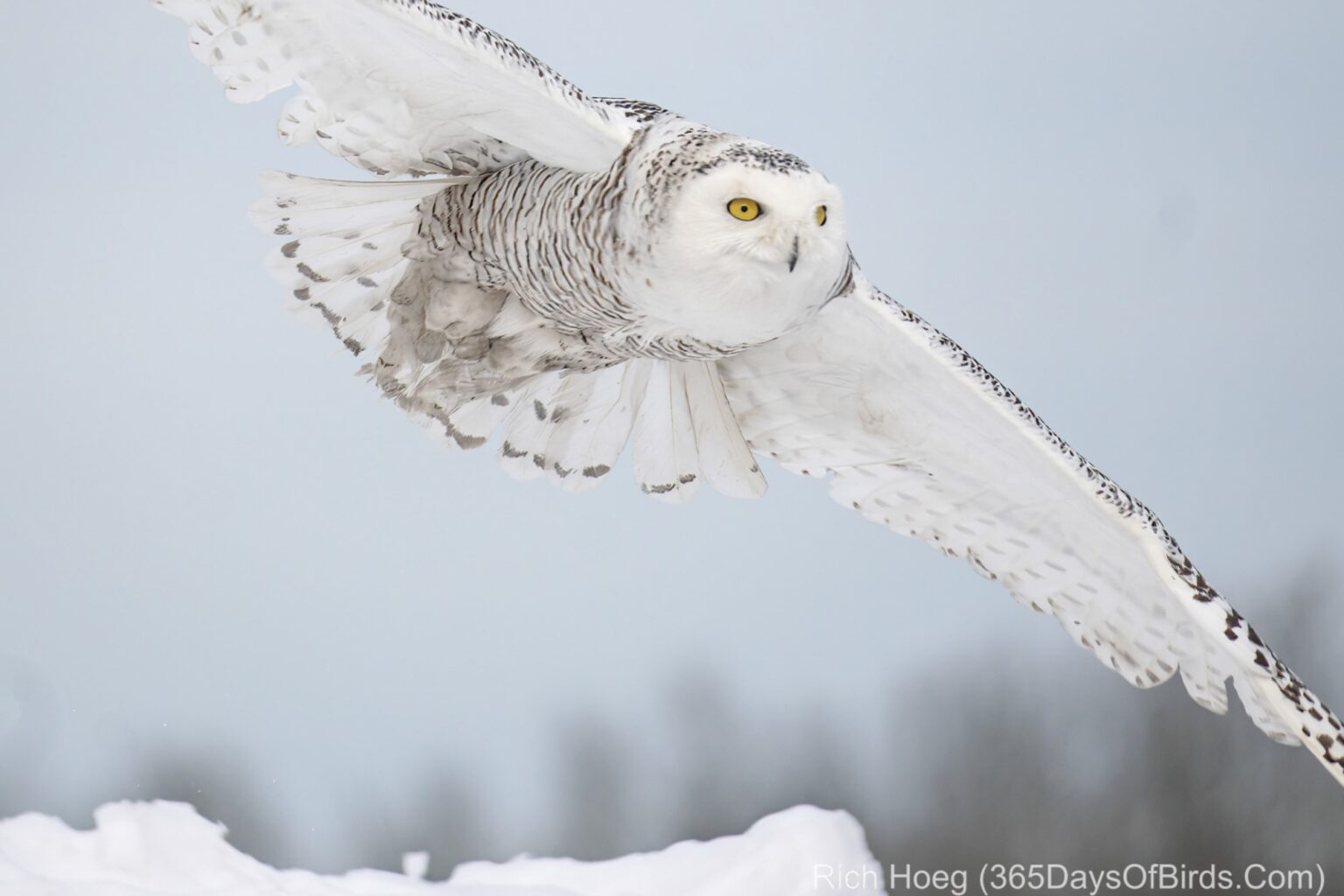 Arctic Mound Snowy Owl Take-Off | 365 Days of Birds