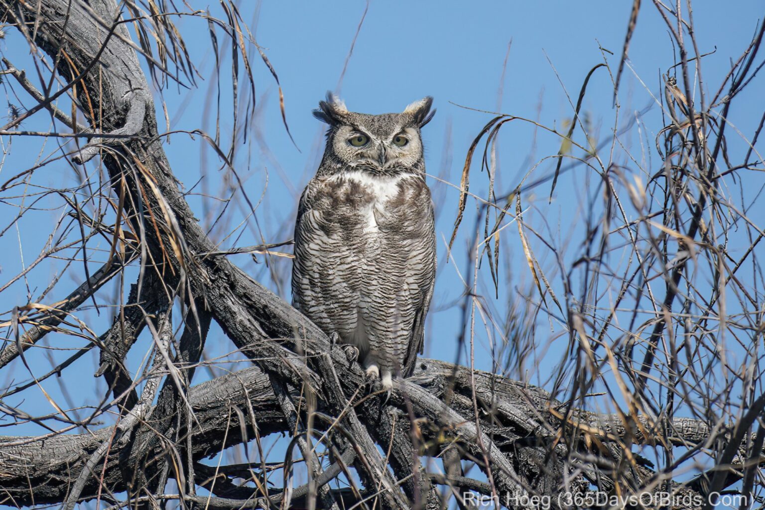 Desert Phase Great Horned Owl | 365 Days of Birds
