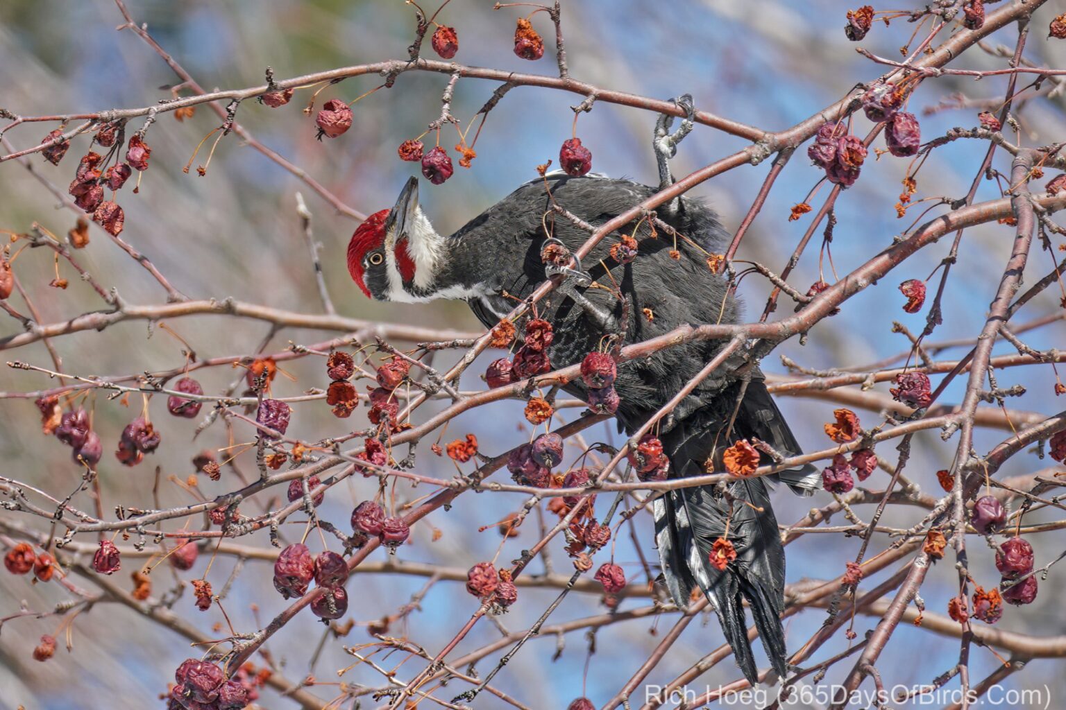 More Ice Berry Birds: Pileated Woodpecker | 365 Days of Birds