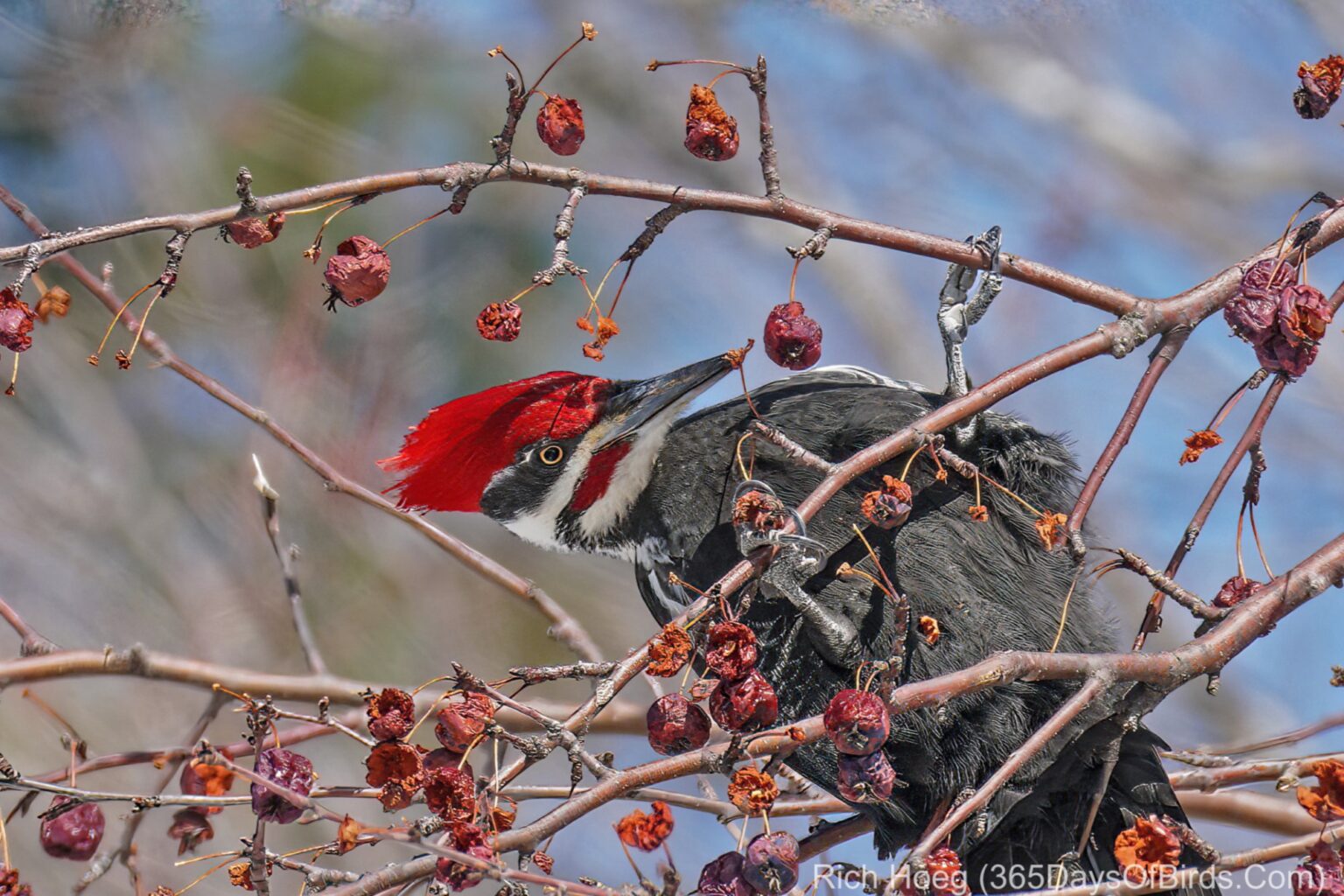 More Ice Berry Birds: Pileated Woodpecker | 365 Days of Birds