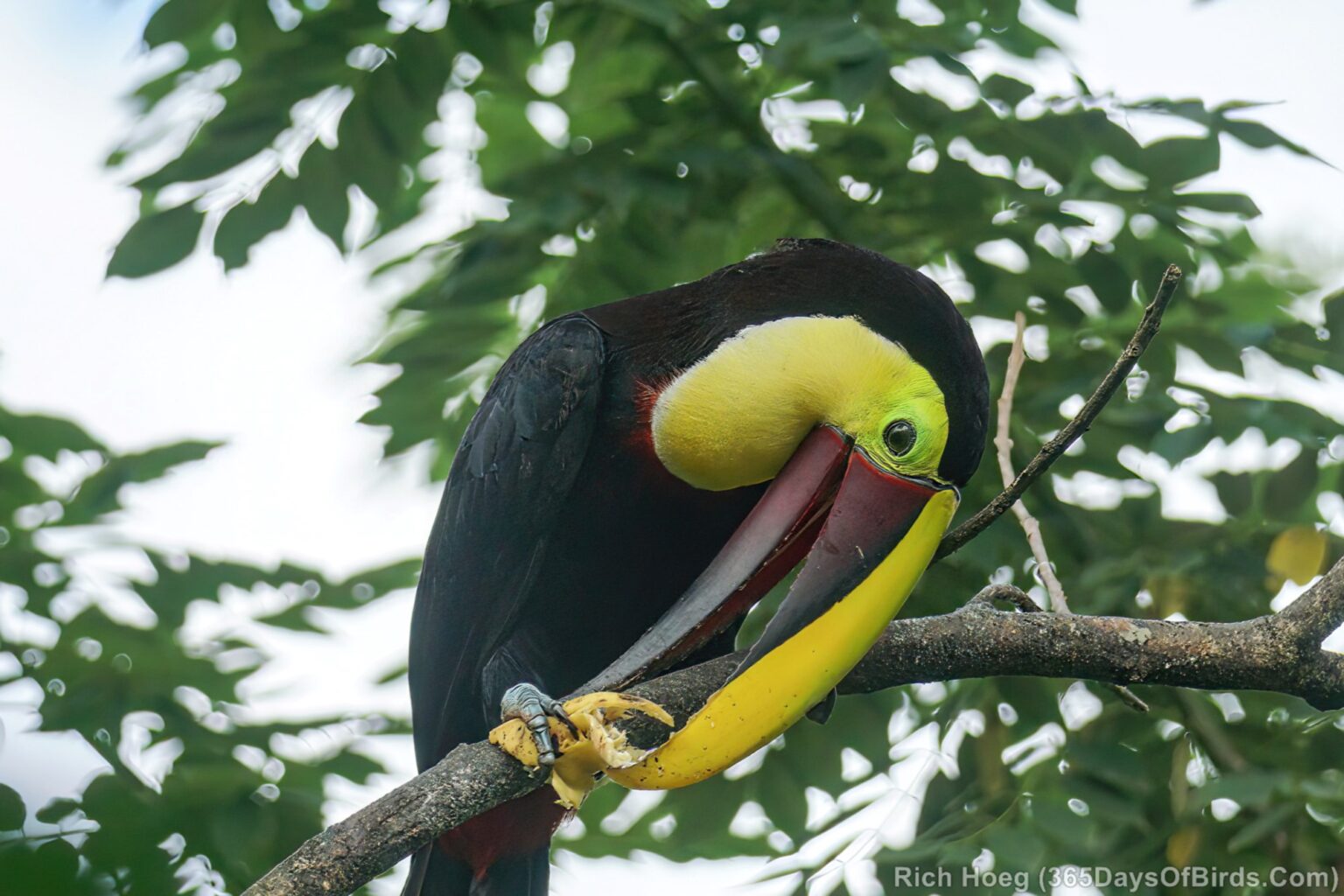 Costa Rica Rainforest Highlands Birding Yellow-Throated Toucan | 365 ...