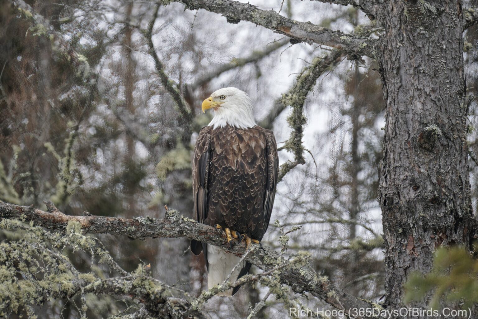 Sax-Zim Bog Food in Short Supply | 365 Days of Birds