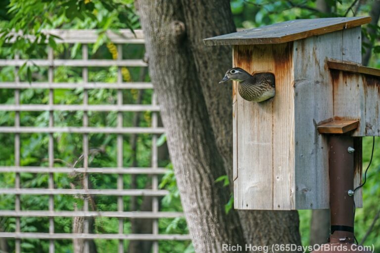 Wood Duck Drop | 365 Days of Birds