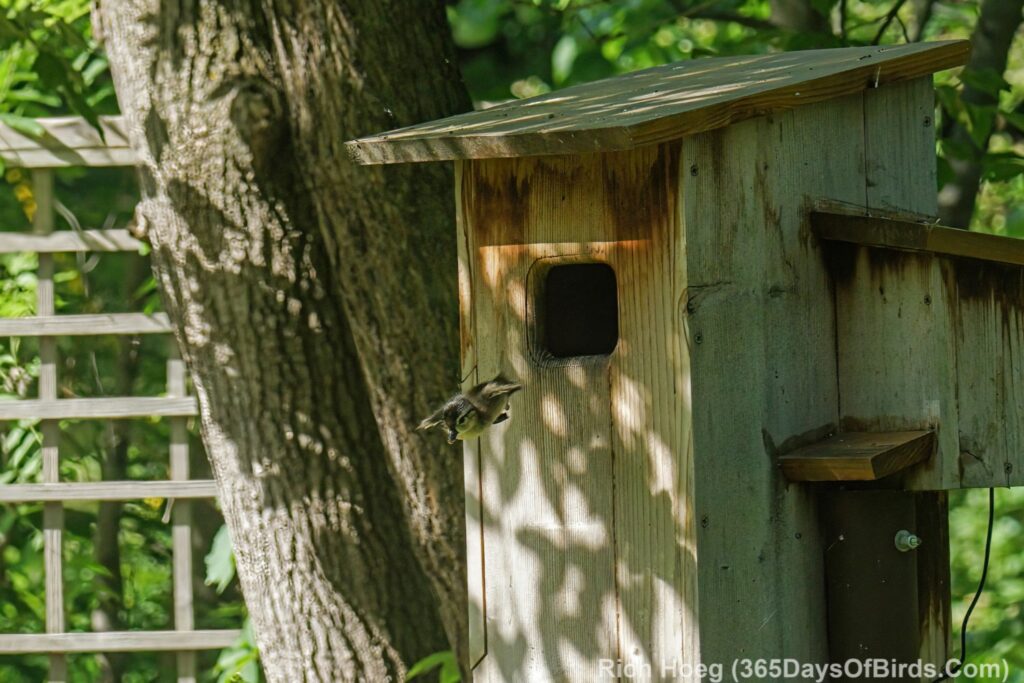 Wood Duck Drop - 365 Days of Birds