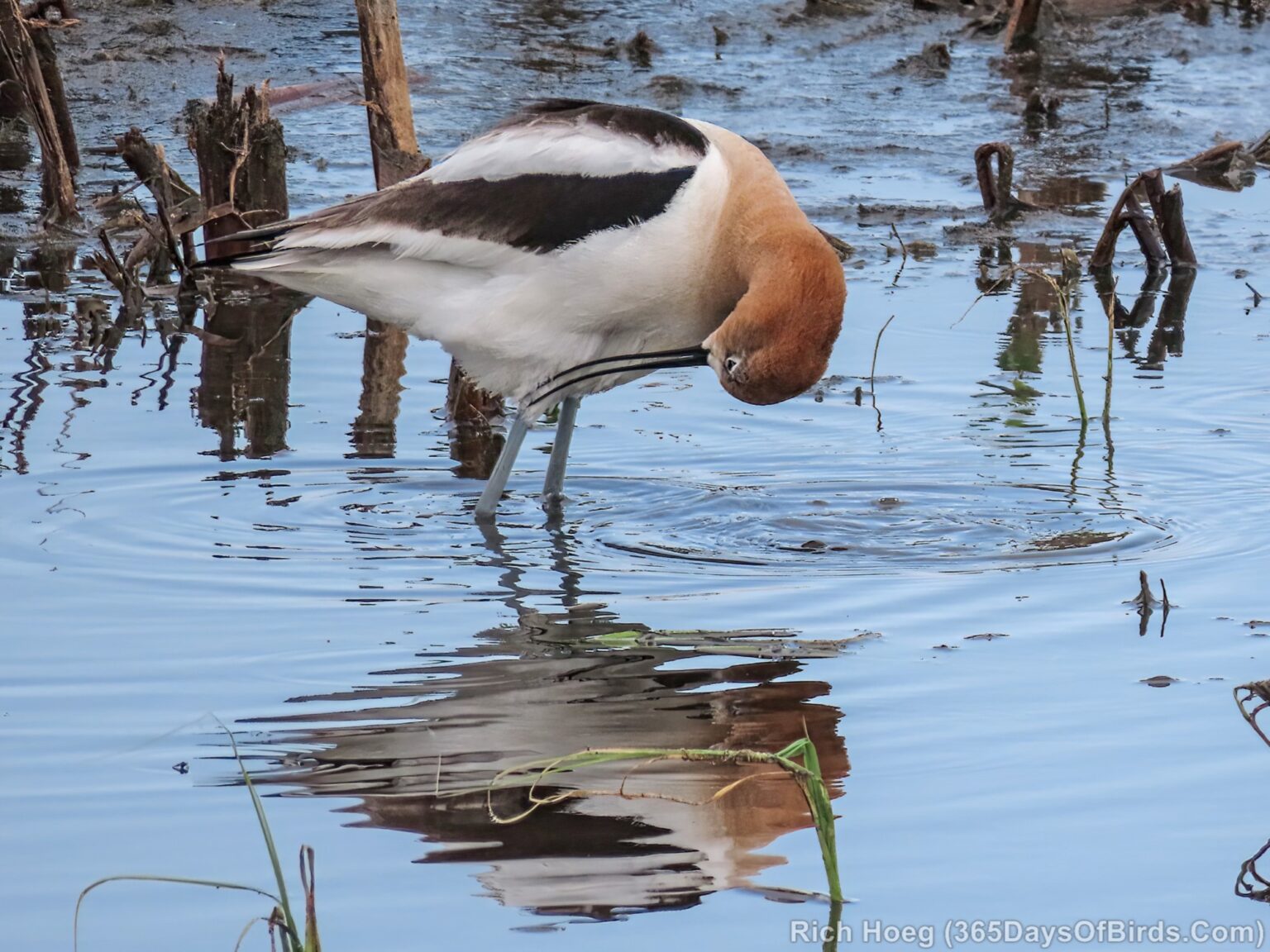 When Birds Win! Frank Lake, Alberta | 365 Days of Birds