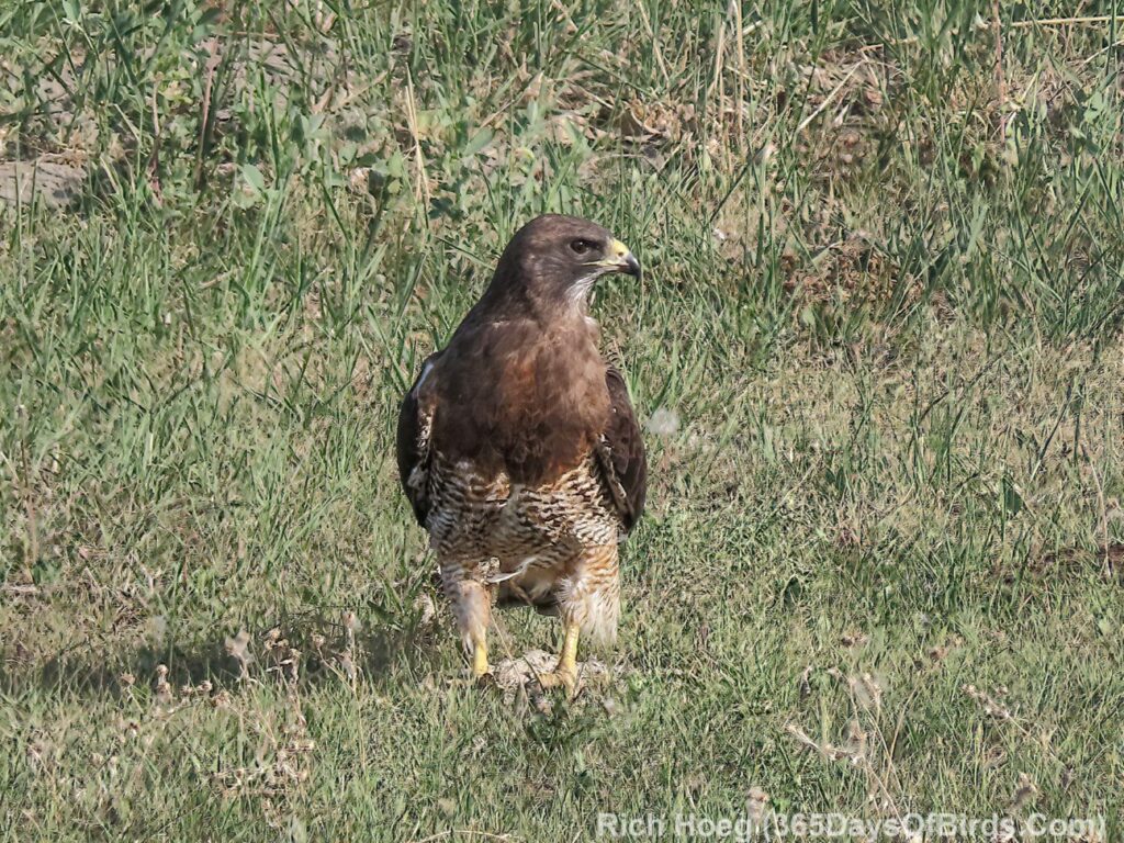 Frank Lake, Alberta Birds and Water - 365 Days of Birds