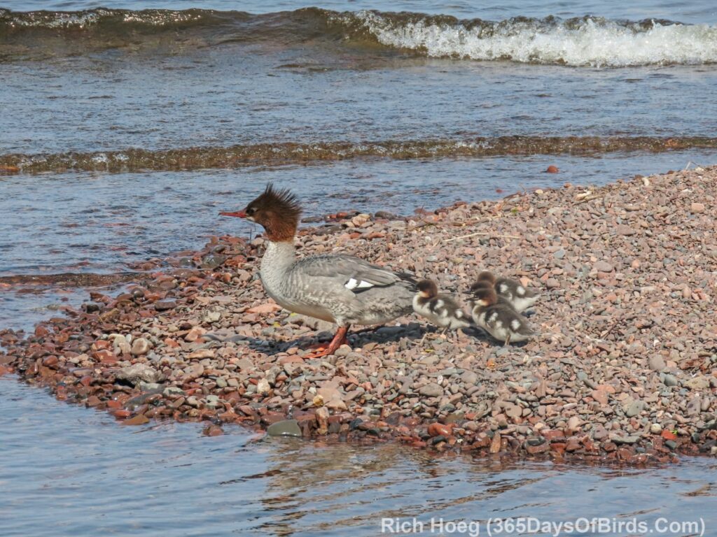 Make Way for Mergansers! - 365 Days of Birds