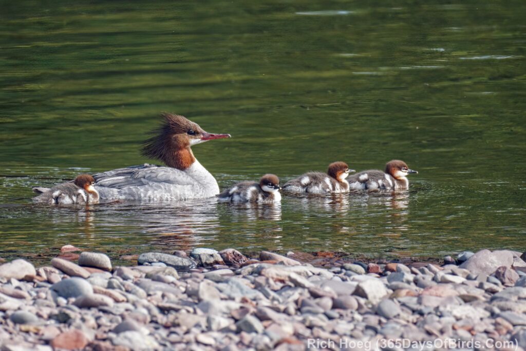 Make Way for Mergansers! - 365 Days of Birds