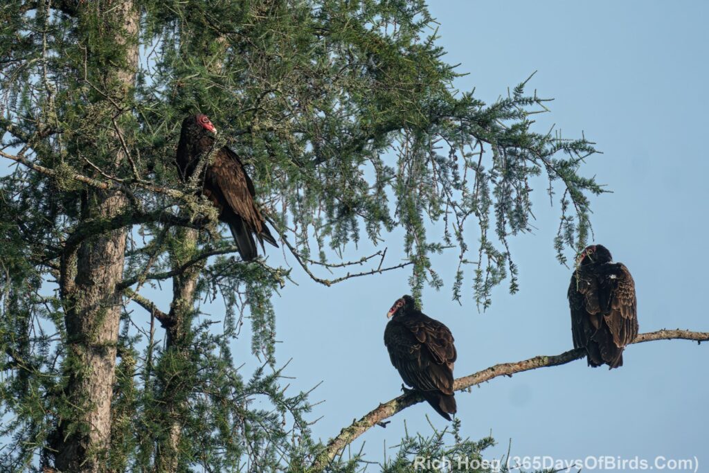 365 Days of Birds - Page 2 of 686 - Duluth, Minnesota based birder ...
