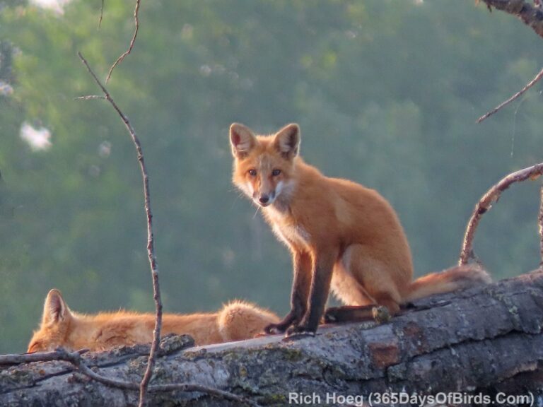 South Bog Fox Den Kits | 365 Days of Birds