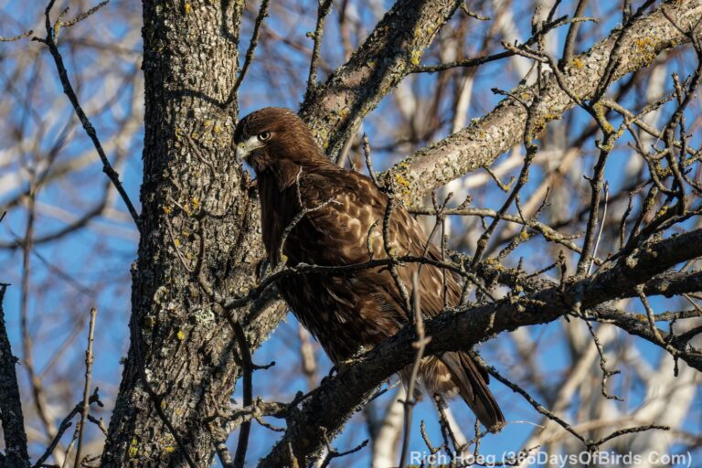 Red-Tailed Hawk (Dark Morph) Bog Flight | 365 Days of Birds