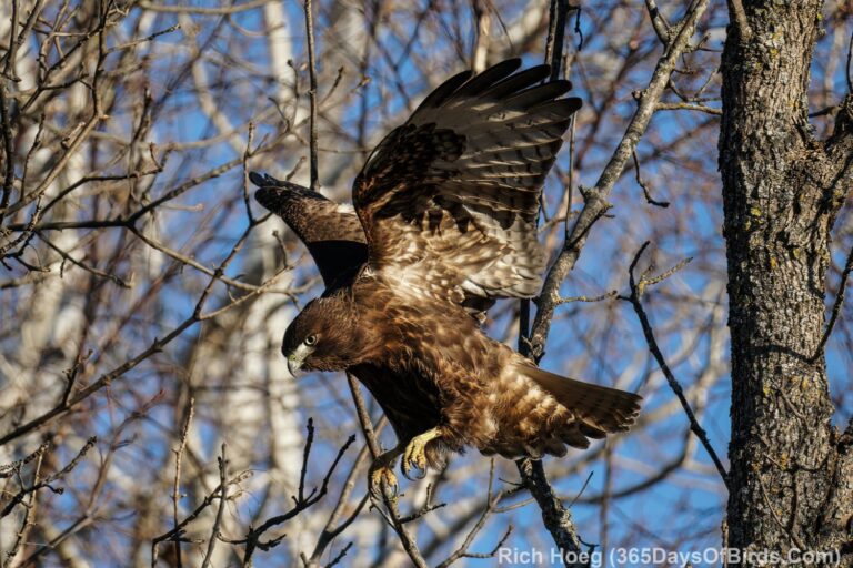 Red-Tailed Hawk (Dark Morph) Bog Flight | 365 Days of Birds