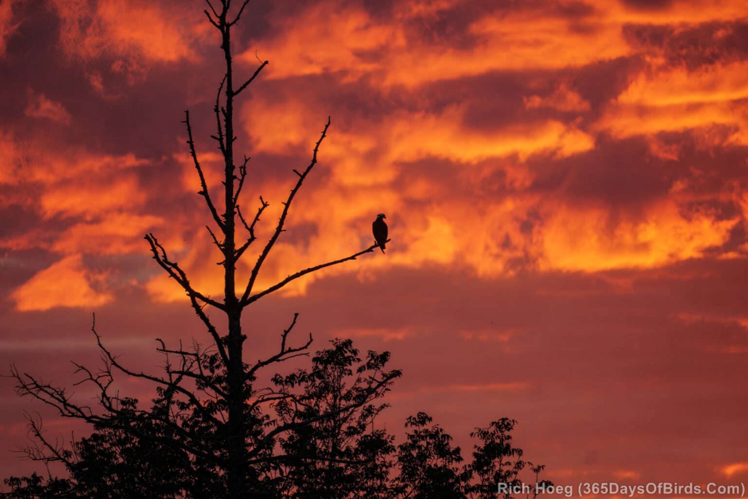 America the Beautiful Birding | 365 Days of Birds