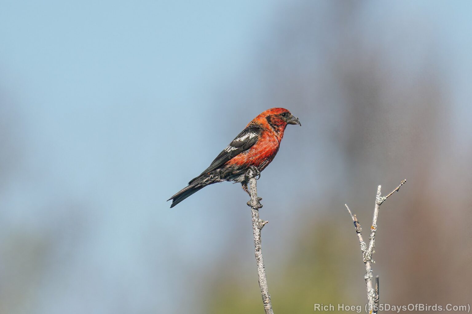 365 Days of Birds | Duluth, Minnesota based birder. Sax-Zim Bog naturalist.