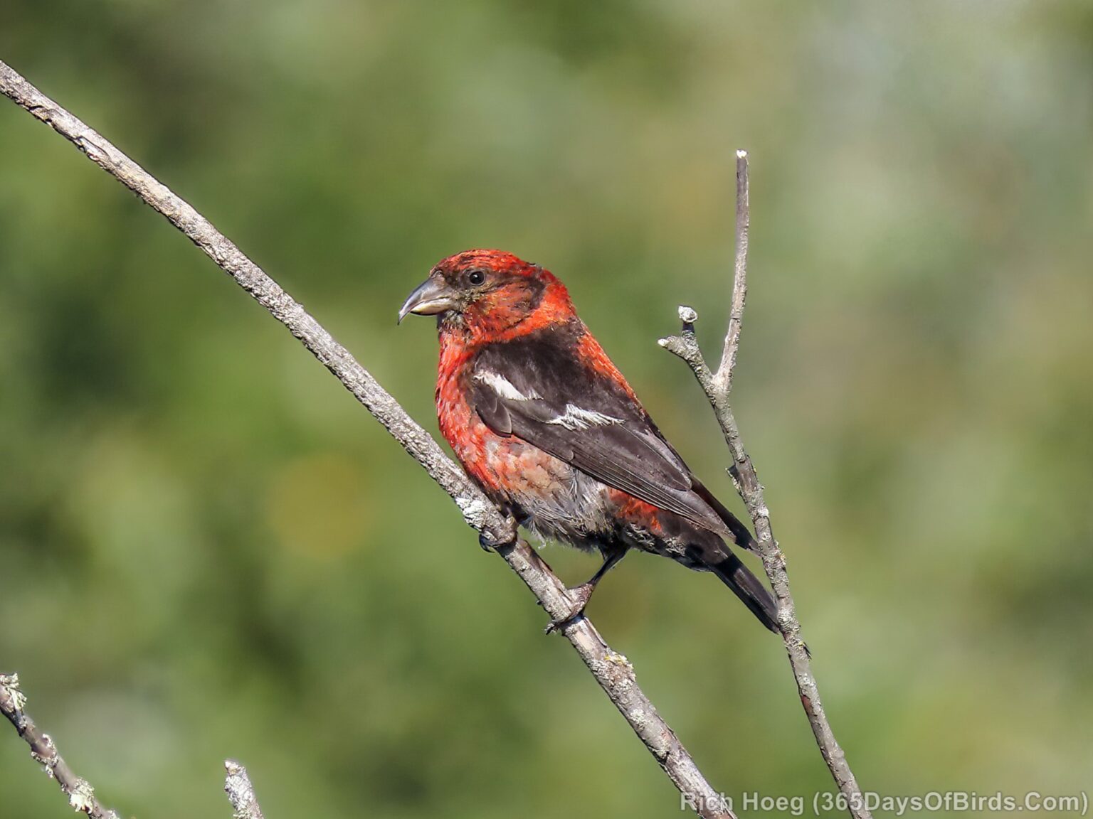 365 Days of Birds | Duluth, Minnesota based birder. Sax-Zim Bog naturalist.