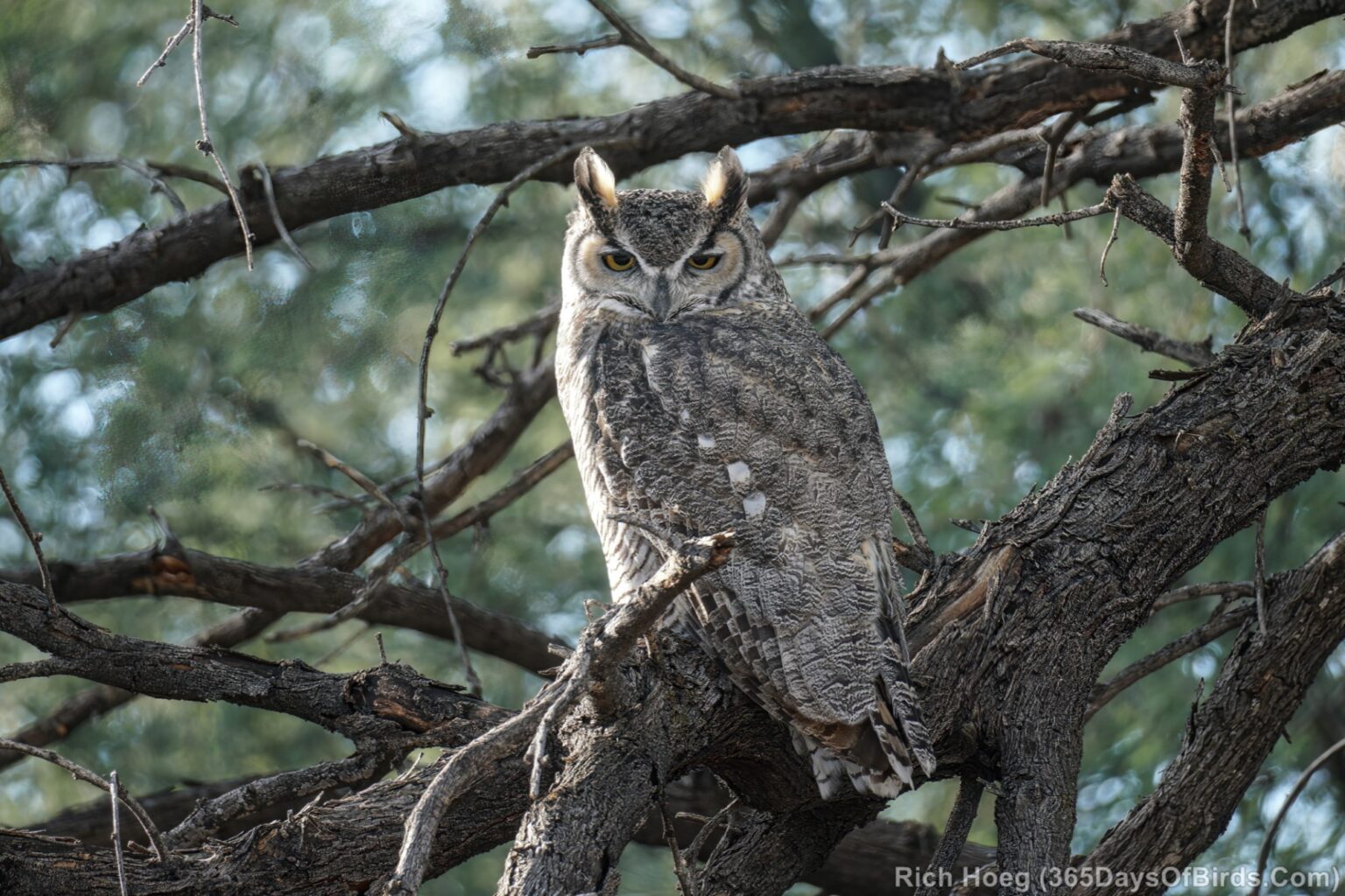 Great Horned Owl Plumage Phases or Morphs | 365 Days of Birds