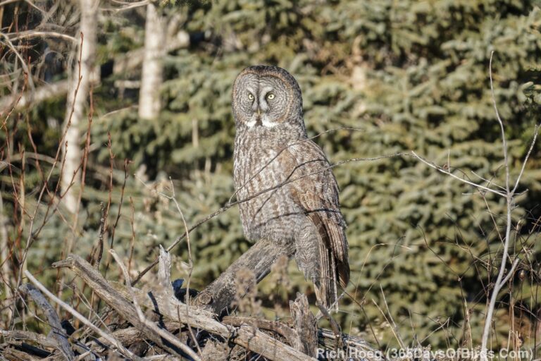 Great Gray Owl Hunting and Catching a Vole | 365 Days of Birds